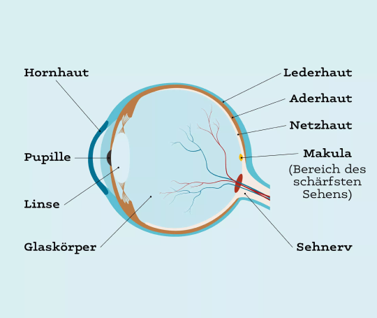 Feuchte AMD oder DMÖ: Der OCT-Scan | Ratgeber Makula Feuchte AMD oder DMÖ: Der OCT-Scan | Ratgeber Makula